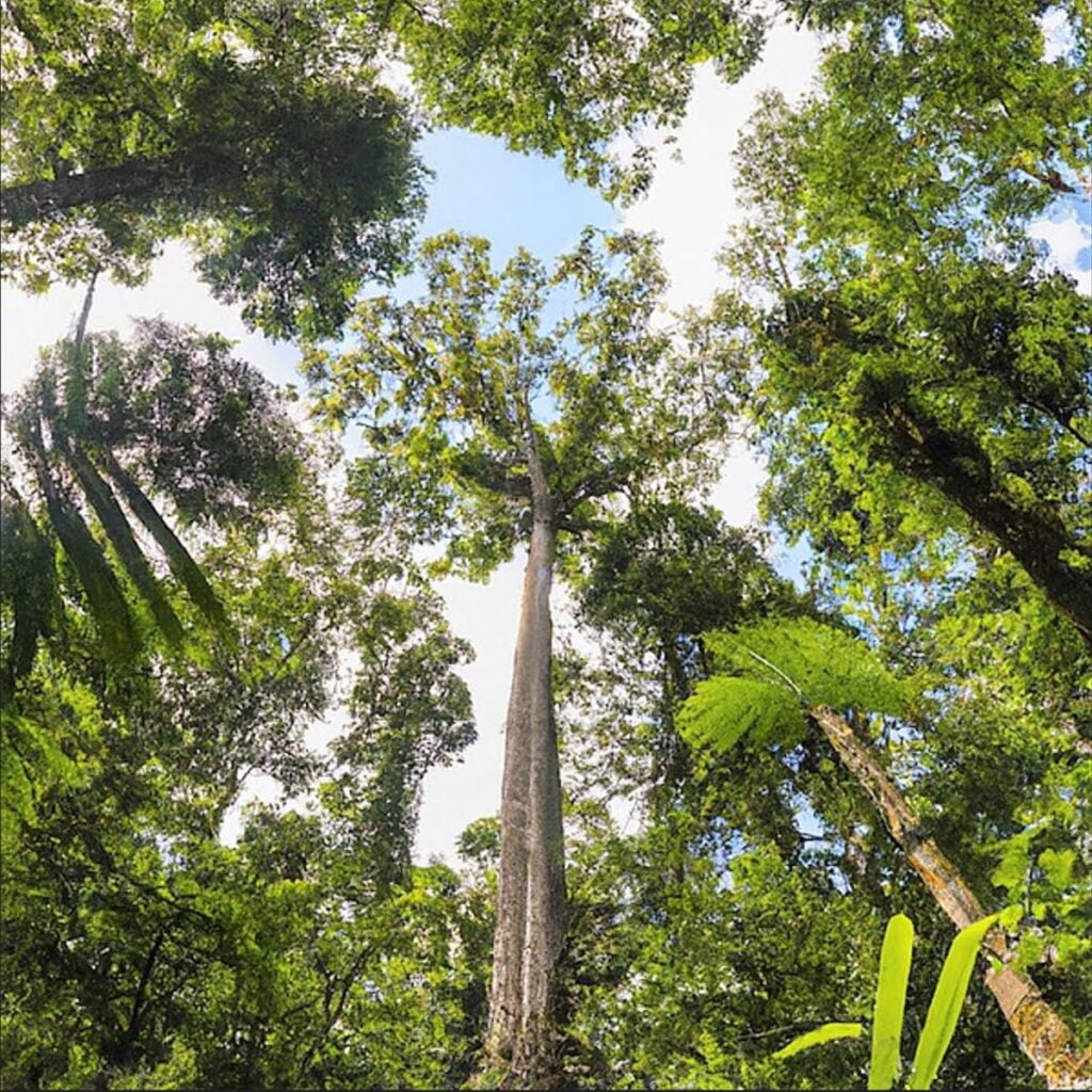 Four layers of rainforest | Amagreenzone in Peru